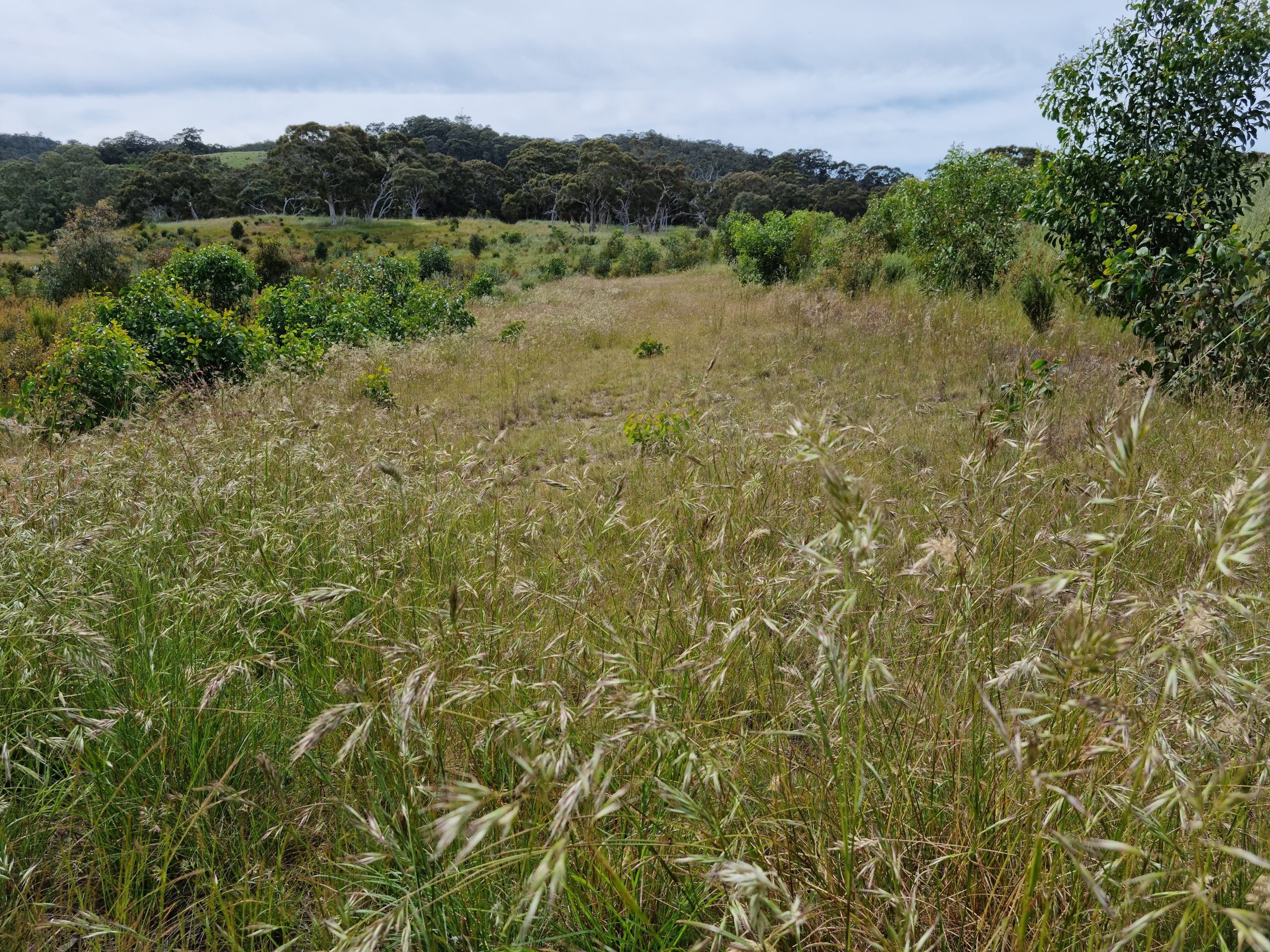 Project Partners - Seeding Natives